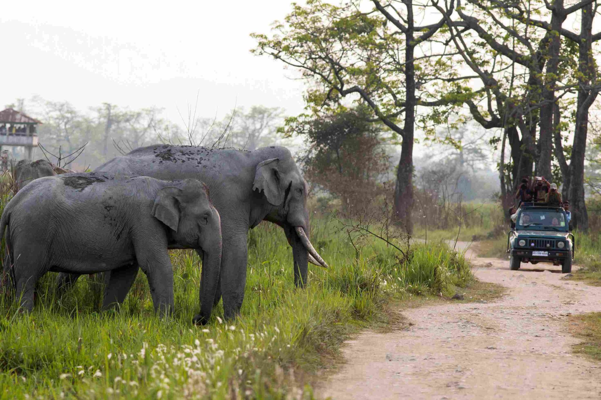 India’s Biodiversity: Explore Deserts, Forests & More | Into The Wild