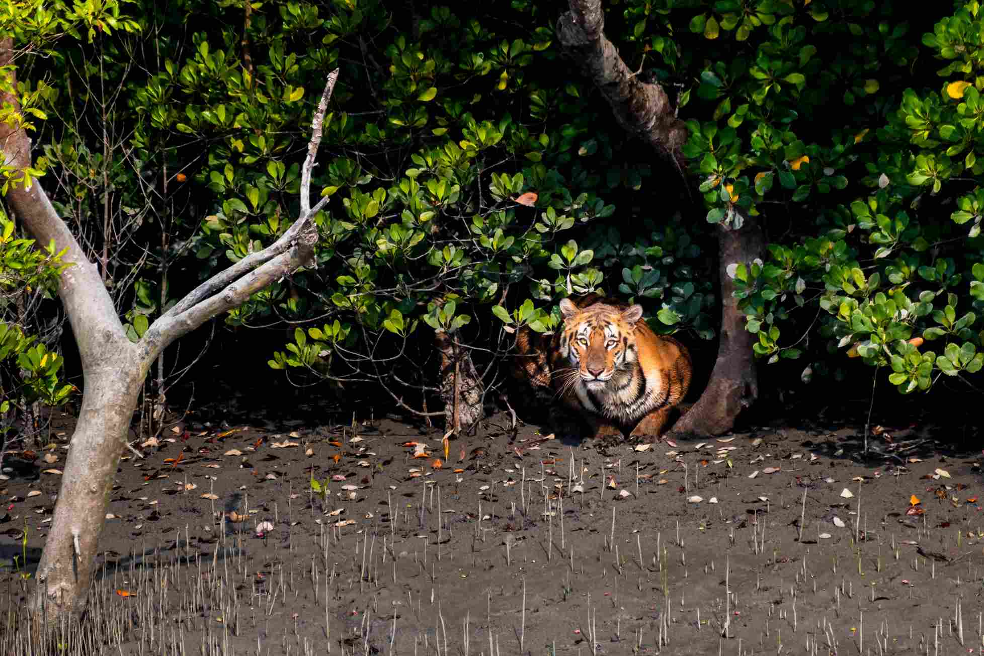 The Wild and Watery World of Sundarbans National Park | Into The Wild